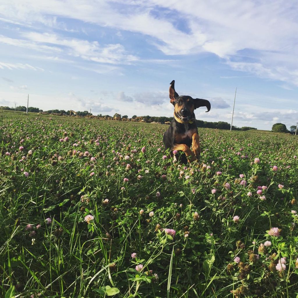 4 Dog-Friendly Destinations in Wisconsin - Discover Wisconsin