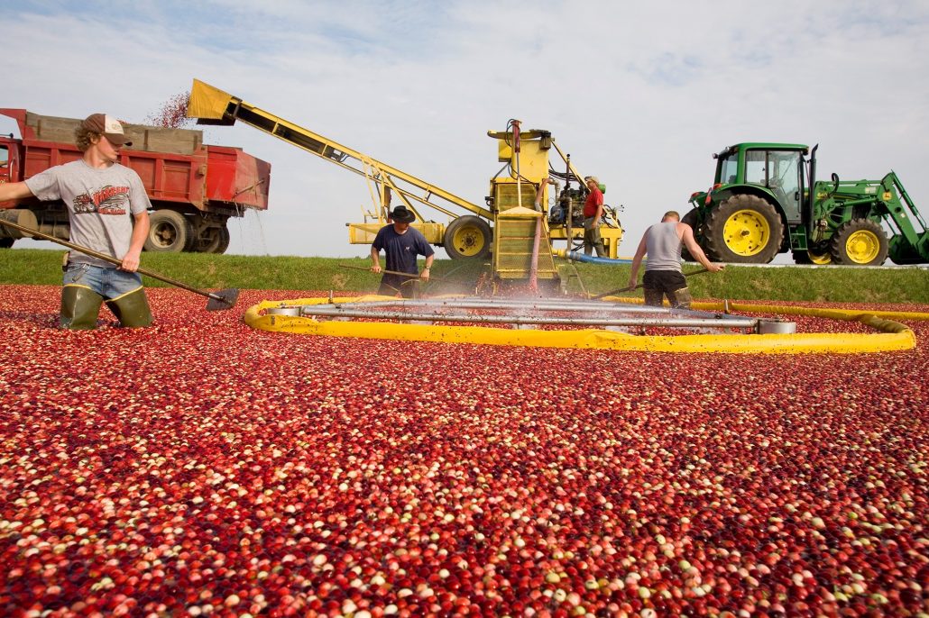 Experience Wisconsin's State Fruit: The Cranberry - Discover Wisconsin