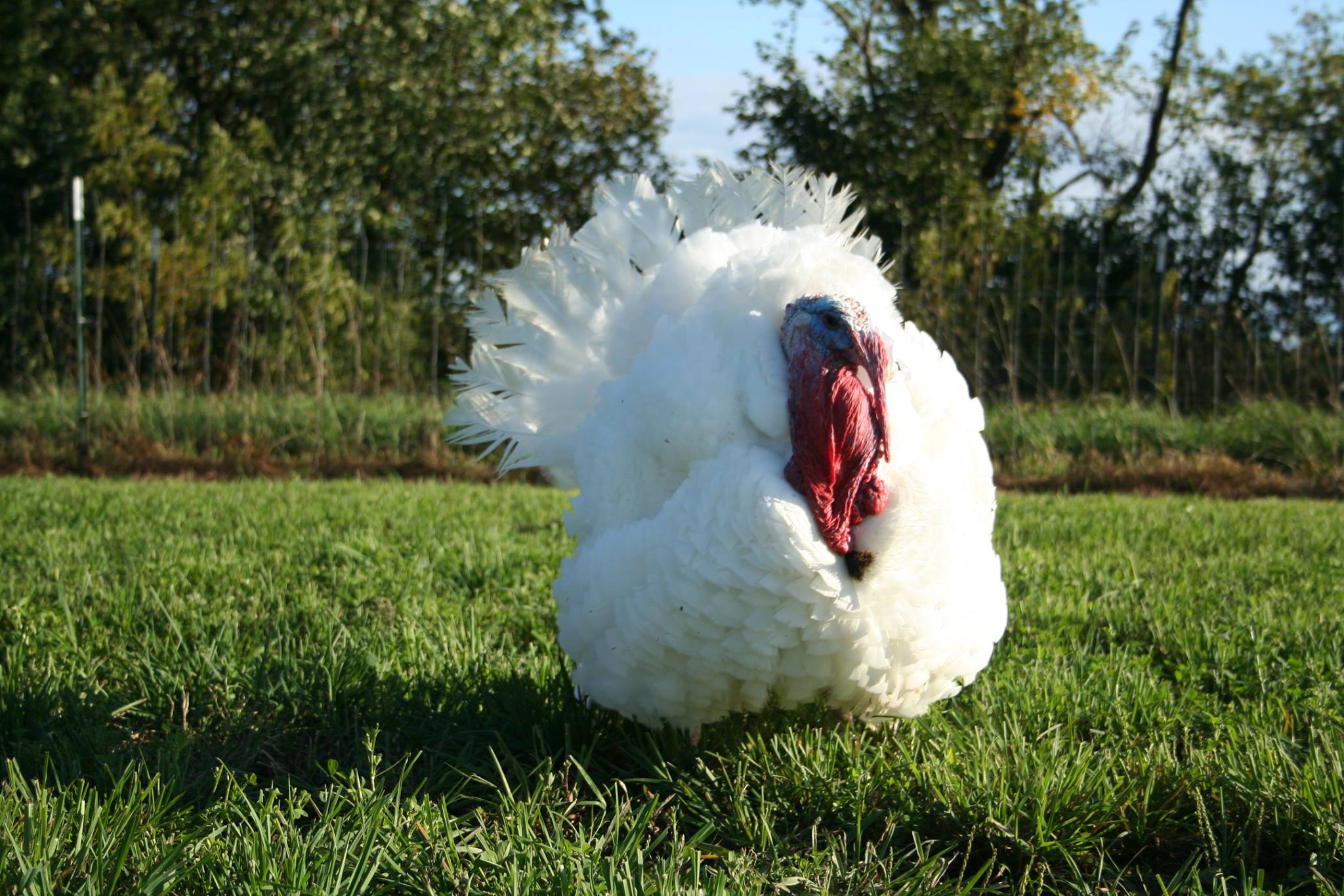 The True Thanksgiving Meal – Made in Wisconsin - Discover Wisconsin