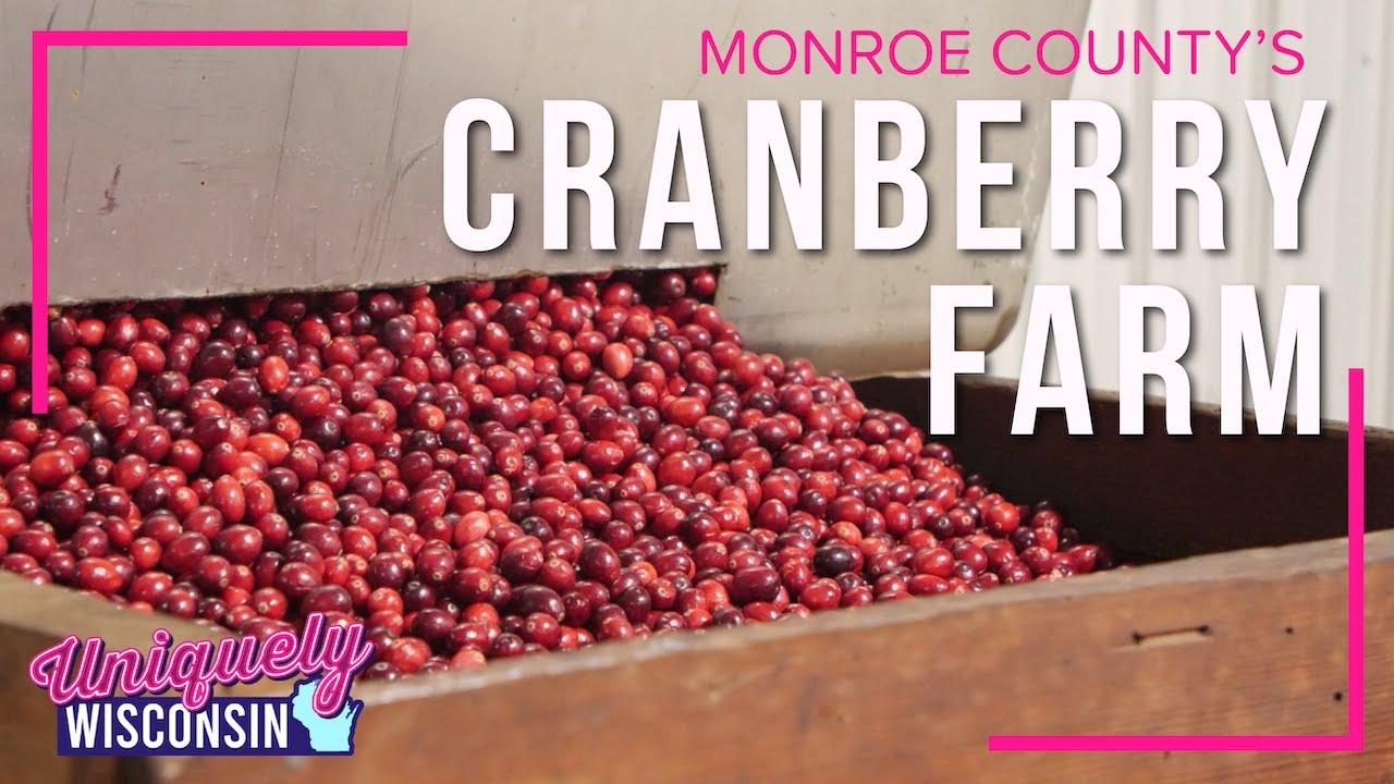 A Fifth Generation Cranberry Farm: Reframing Farming - Discover Wisconsin