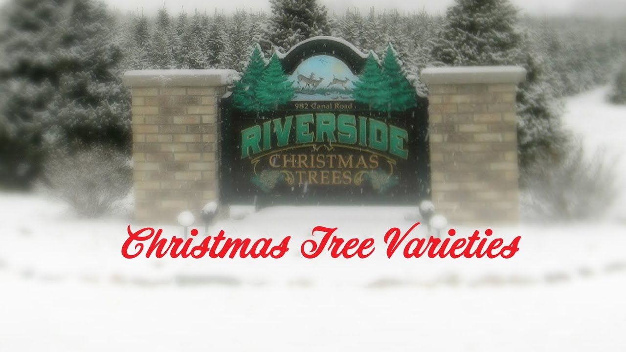 Picking the Perfect Christmas Tree | Discover Wisconsin - Discover ...