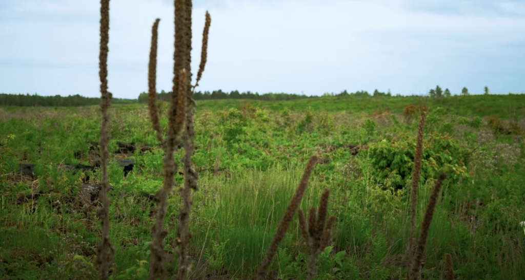 Discover the Barrens of Bayfield: Moquah, Bass Lake, & Barnes ...