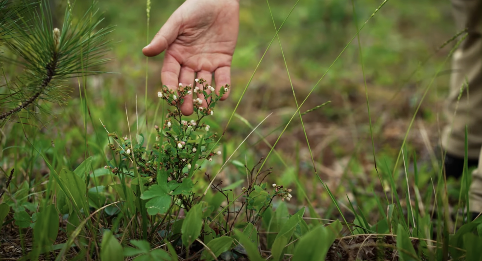 Discover the Barrens of Bayfield: Moquah, Bass Lake, & Barnes ...